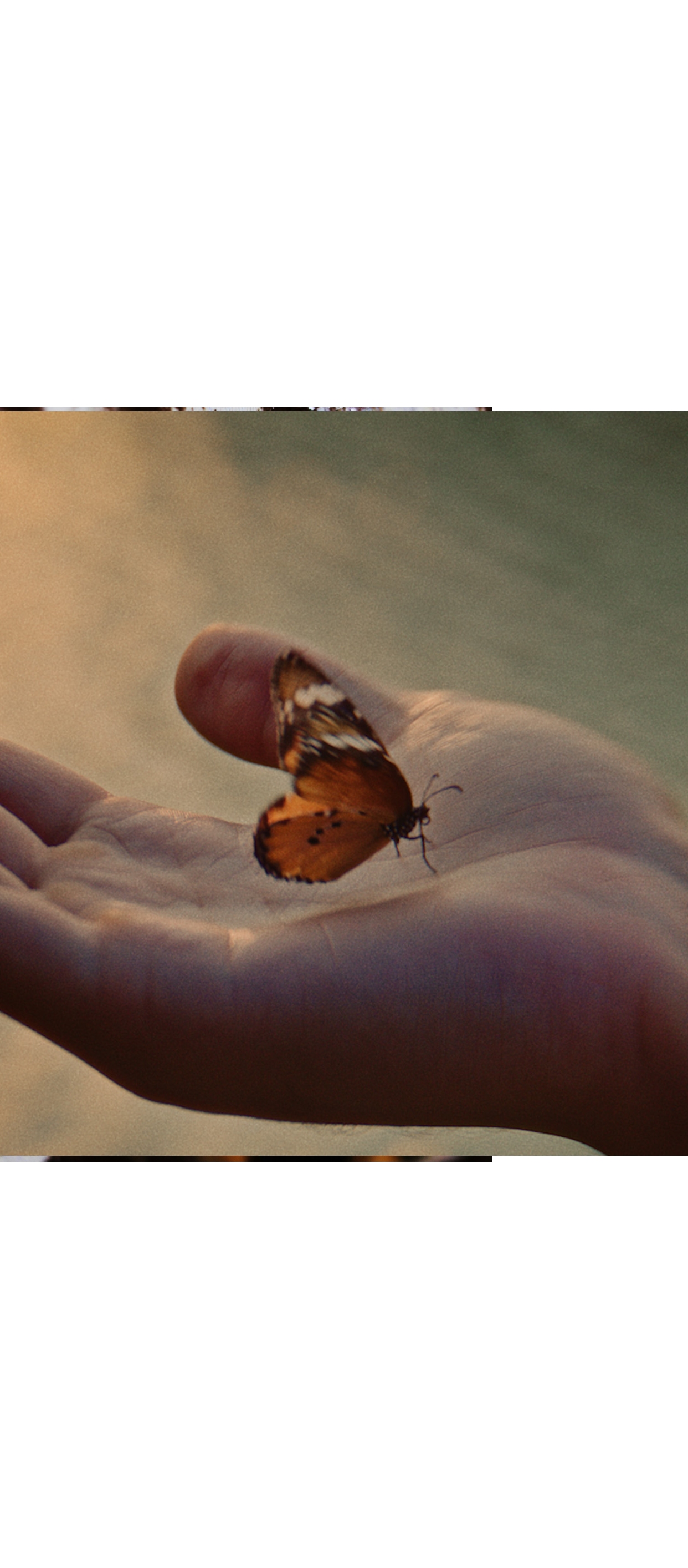 The Butterfly Compound | Apartments, Villas In Mostakbal City