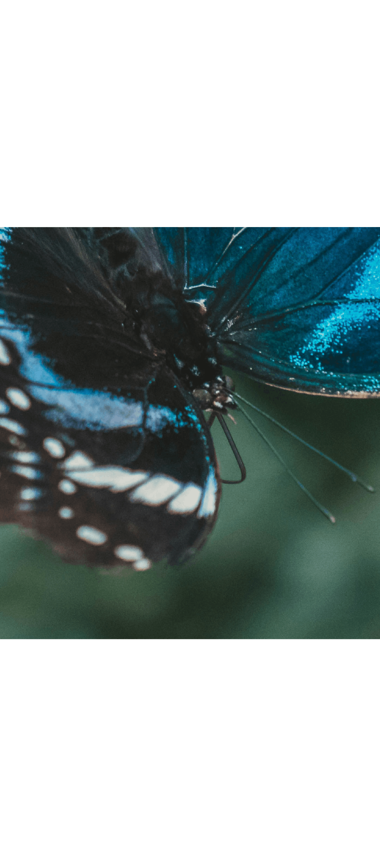 The Butterfly Compound | Apartments, Villas In Mostakbal City